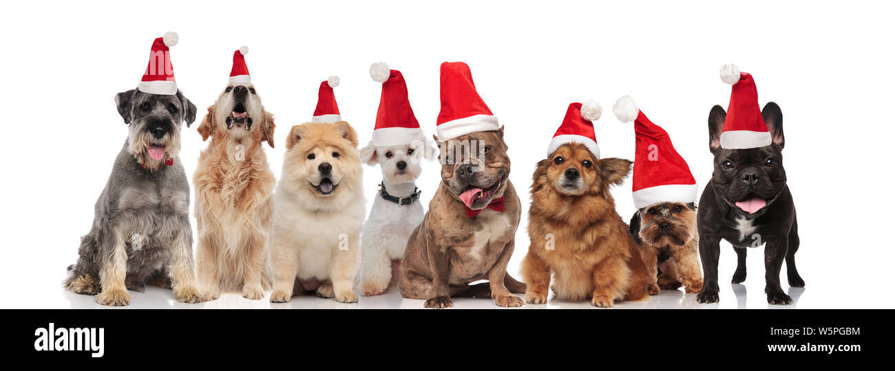 cute group of eight santa dogs of different breeds sitting and standing ...