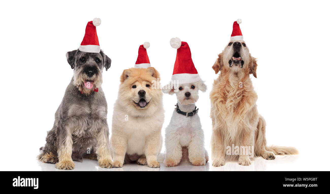 four adorable santa dogs of different breeds sitting and panting on ...