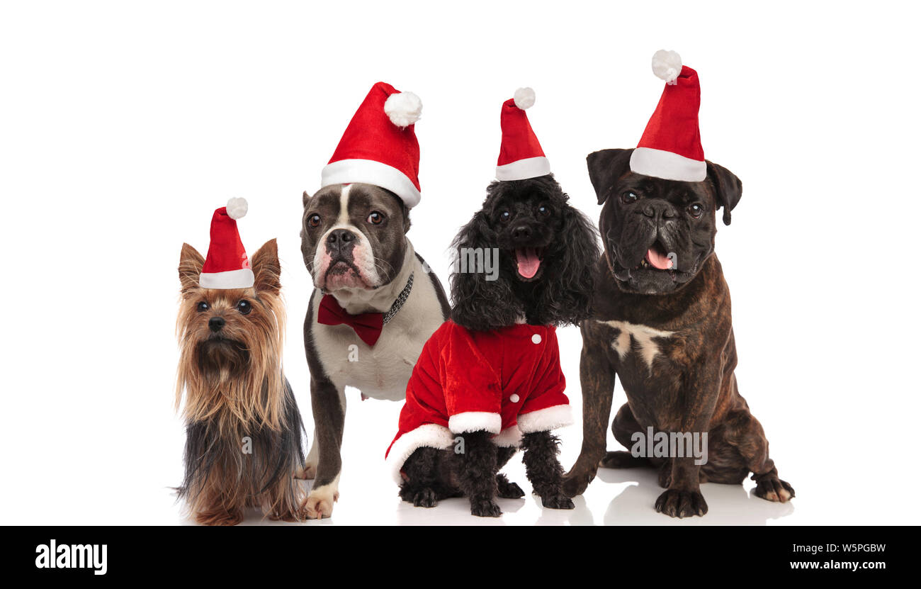 four adorable dogs of different breeds wearing santa costumes sitting ...