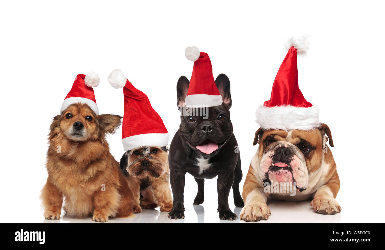 group of four adorable santa dogs of different breeds siting, lying and ...