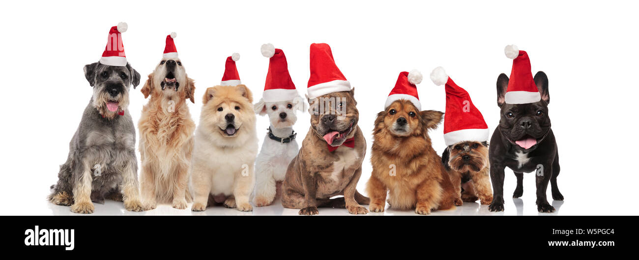 What Are The 8 Groups Of Dogs