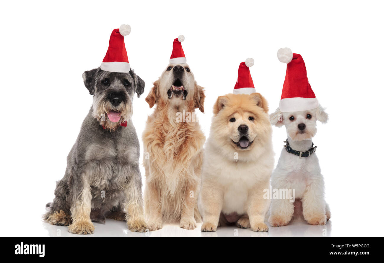 group of four adorable santa dogs of different breeds sitting on white ...