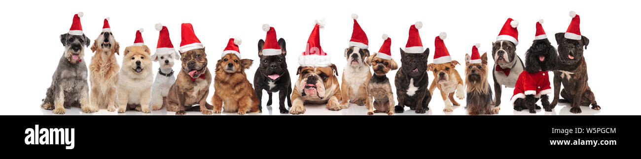 many adorable dogs of different breeds wearing santa costumes and ...