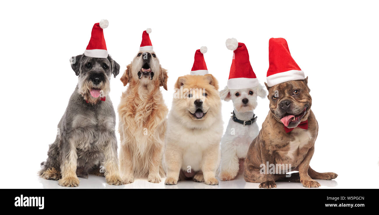 adorable group of five santa dogs of different breeds sitting on white ...