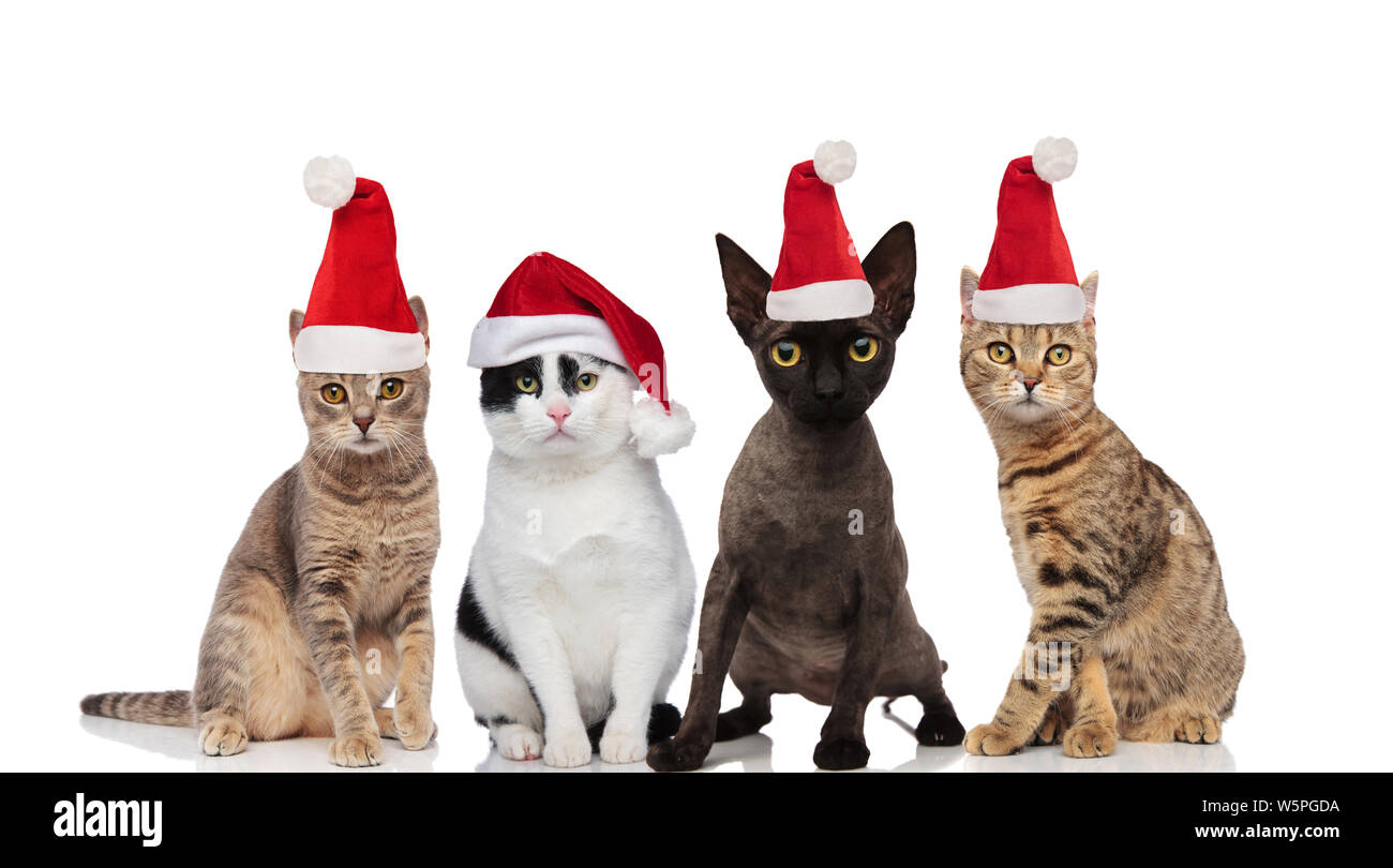 cute group of four santa cats of different breeds sitting and standing ...