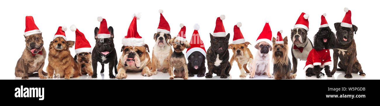 Breeds Of Dogs High Resolution Stock Photography and Images - Alamy