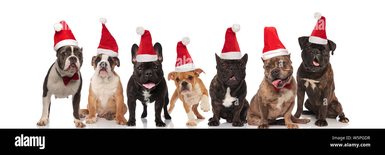 group of seven adorable santa dogs with tongue exposed sitting and ...