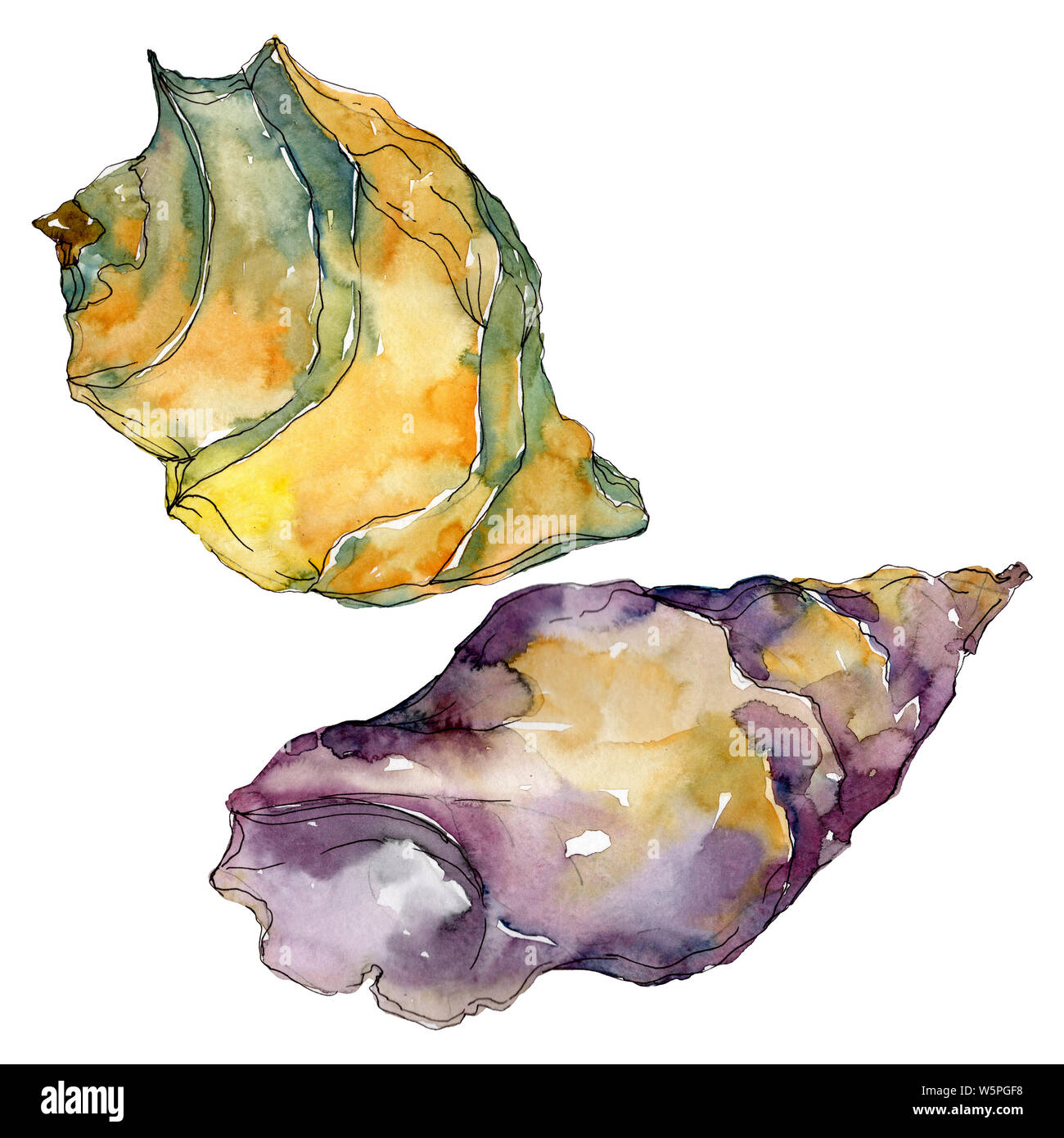 Summer beach seashell tropical elements. Watercolor background illustration set. Isolated shell ...
