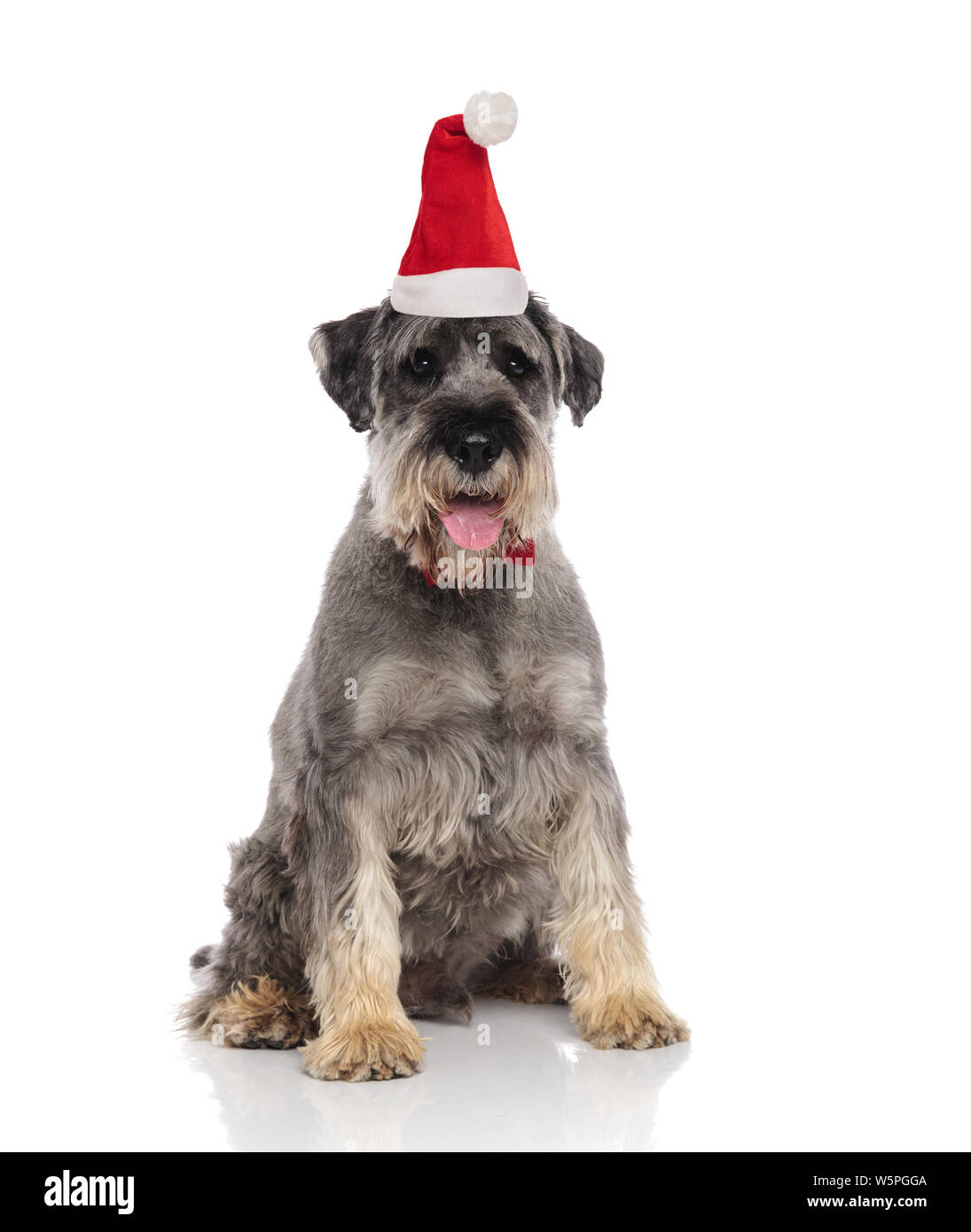 cute grey furry dog wearing a santa hat sitting on white background and ...