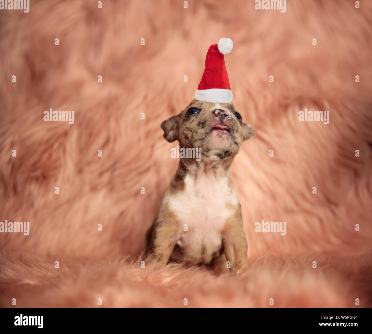 cute little santa puppy looks up while sitting on fur background Stock ...