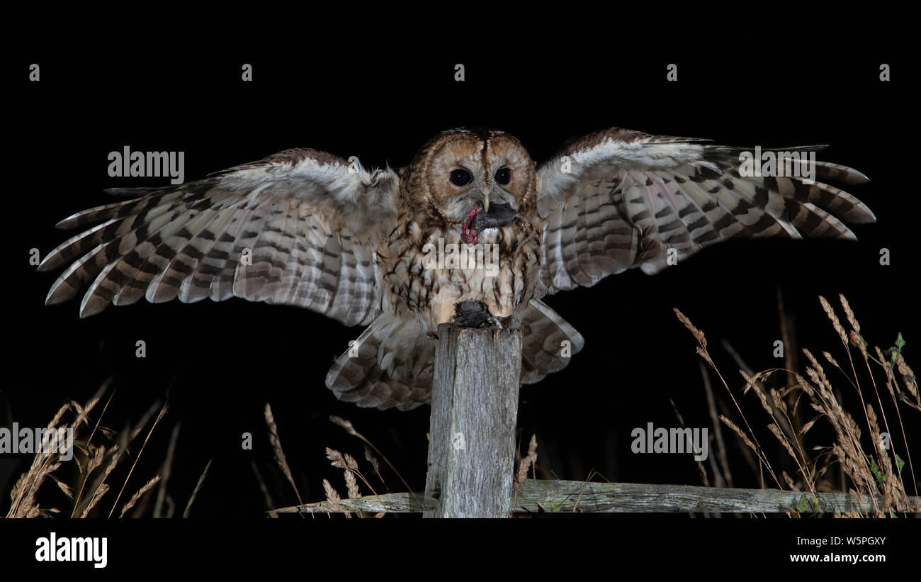A close up of a tawny owl with prey in its beak landing on a post at ...