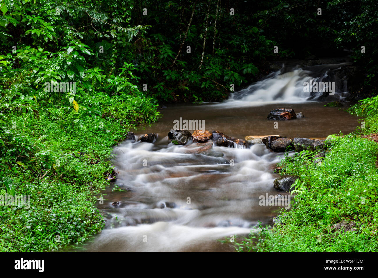 Valparai Tea Estate and the wildlife inside it in Tamilnadu, india ...