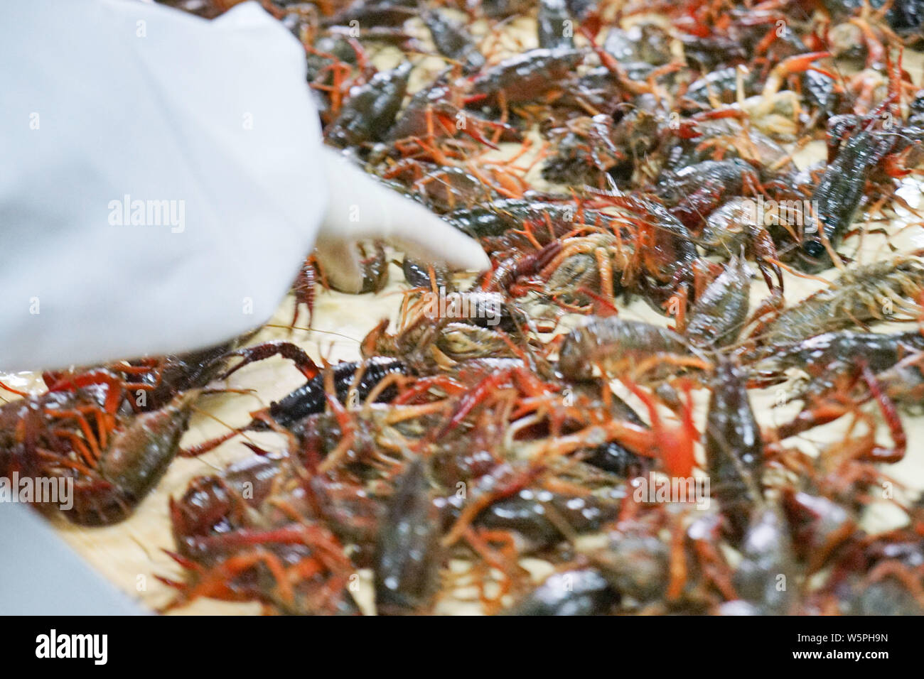 Chinese workers check live lobsters on the assembly line of a factory ...