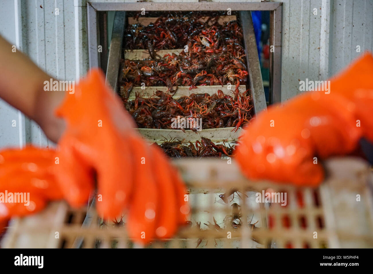 Chinese workers check live lobsters on the assembly line of a factory ...