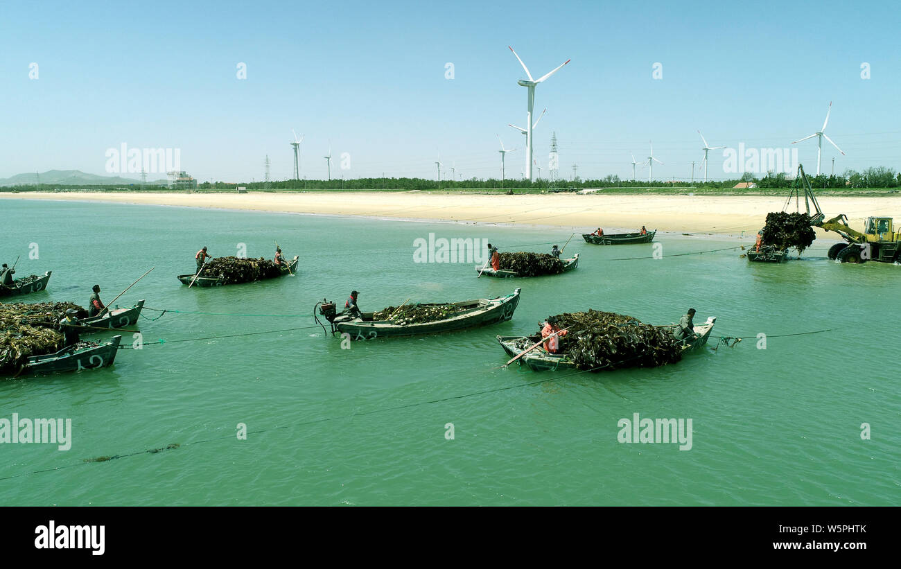 Chinese workers harvest kelp at a kelp base in Rongcheng city, east ...