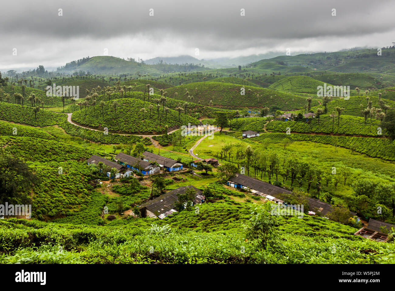 Valparai Tea Estate and the wildlife inside it in Tamilnadu, india ...