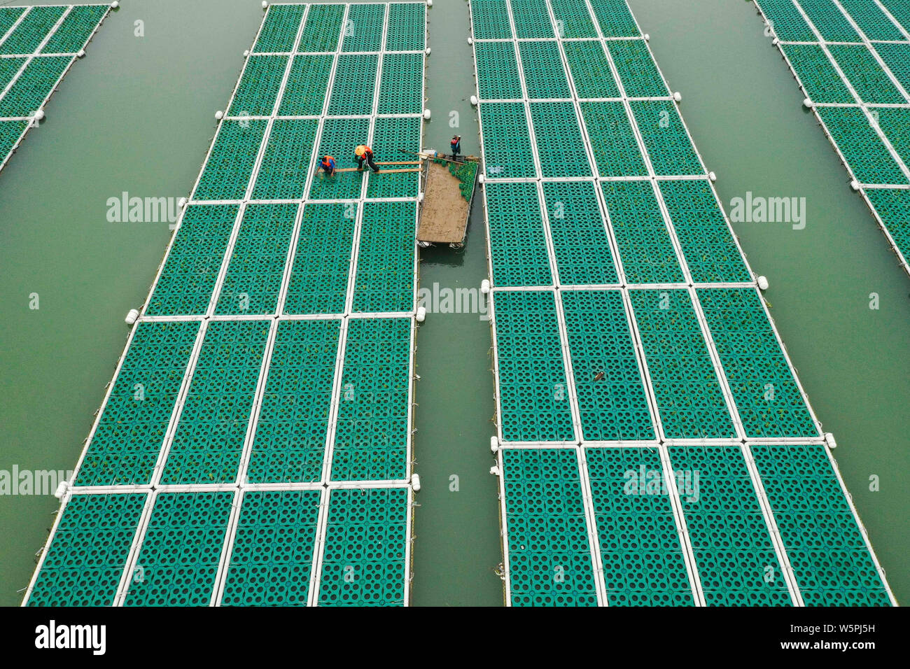 Chinese workers prepare to move aquatic plants on the ecological ...