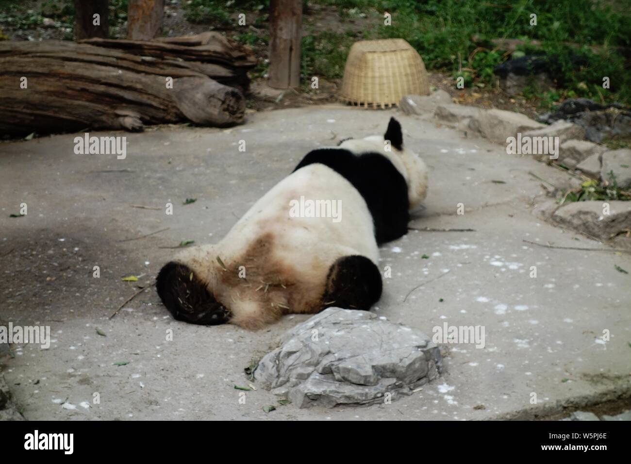 A giant panda lies on its stomach to rest at the Beijing zoo in Beijing ...