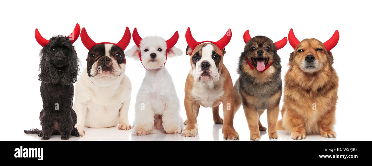 large team of six cute dogs dressed as devils for halloween, standing ...