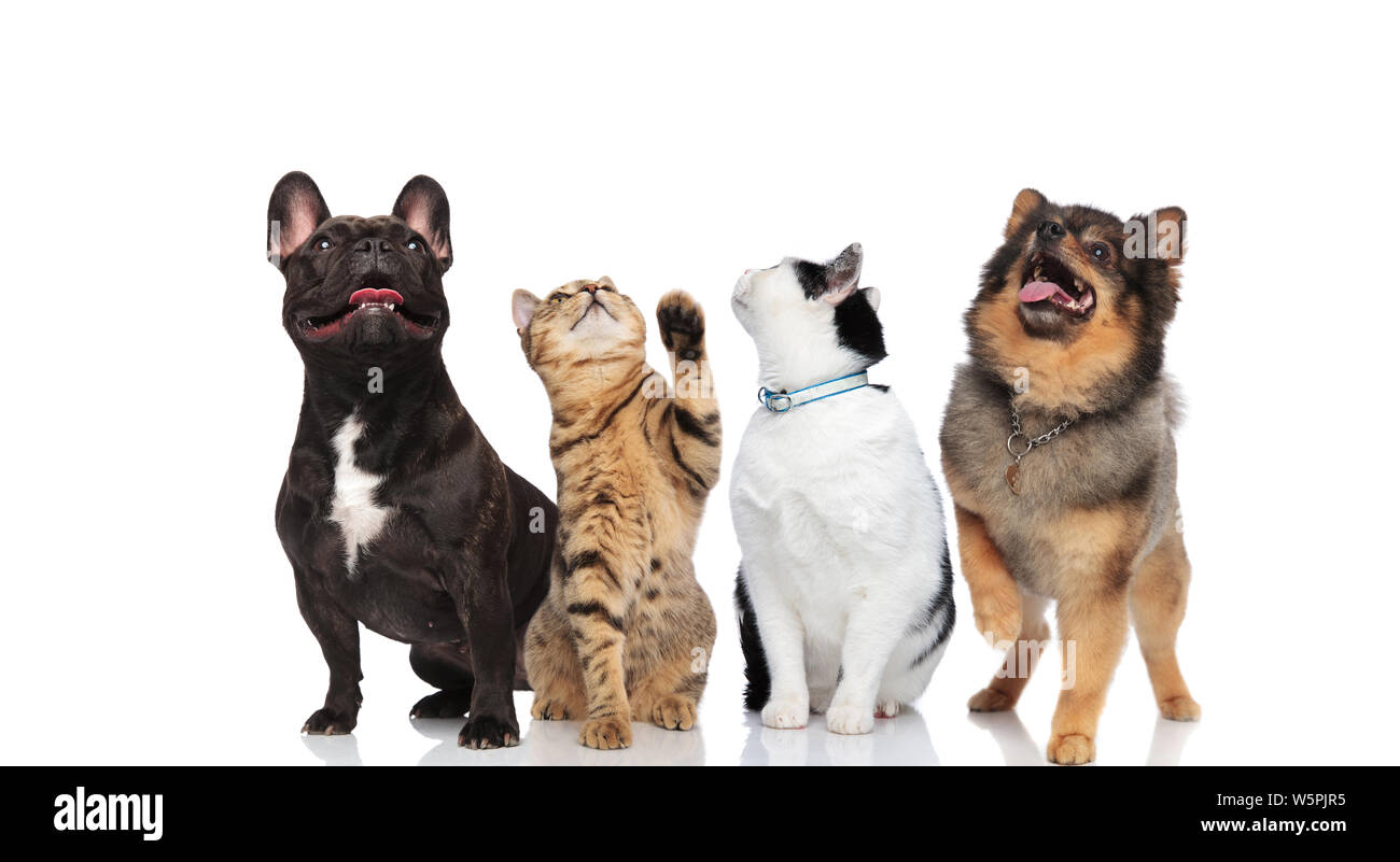 four adorable pets standing and sitting on white background and looking ...