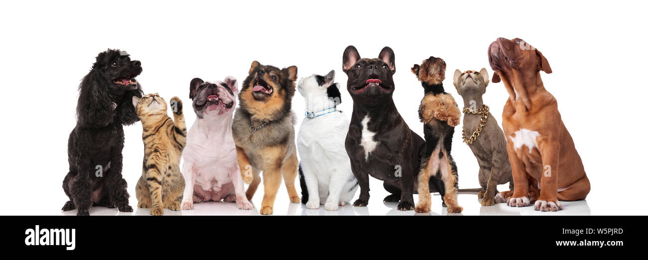 curious team of nine pets looking up while standing and sitting on ...