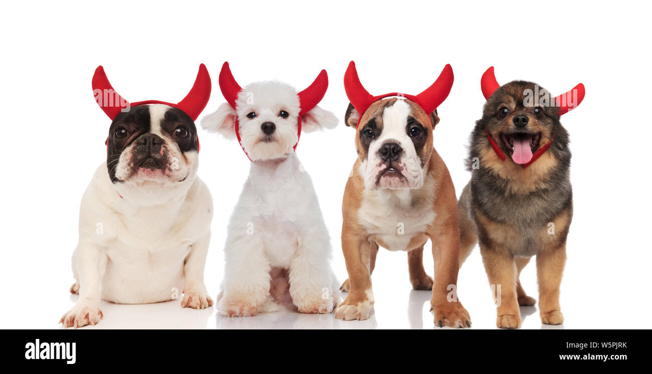 team of four cute dogs wearing devil halloween costumes while standing ...