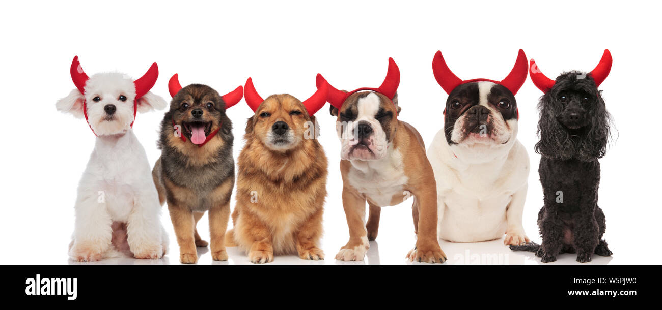 group of funny dogs of different breeds wearing red horns while ...