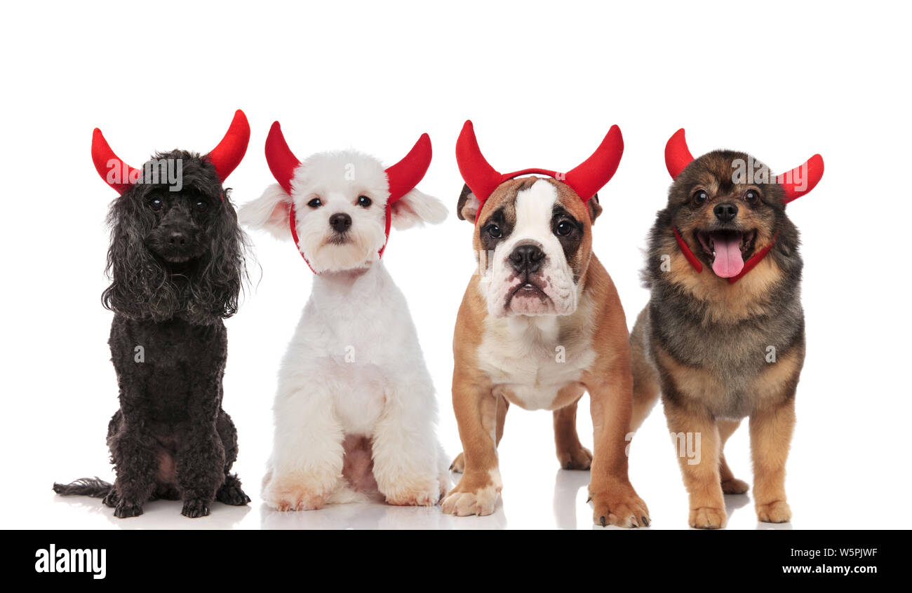 Group Of Cute Dogs