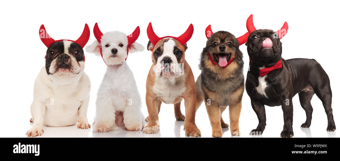funny group of five dogs wearing red devil horns standing and sitting ...