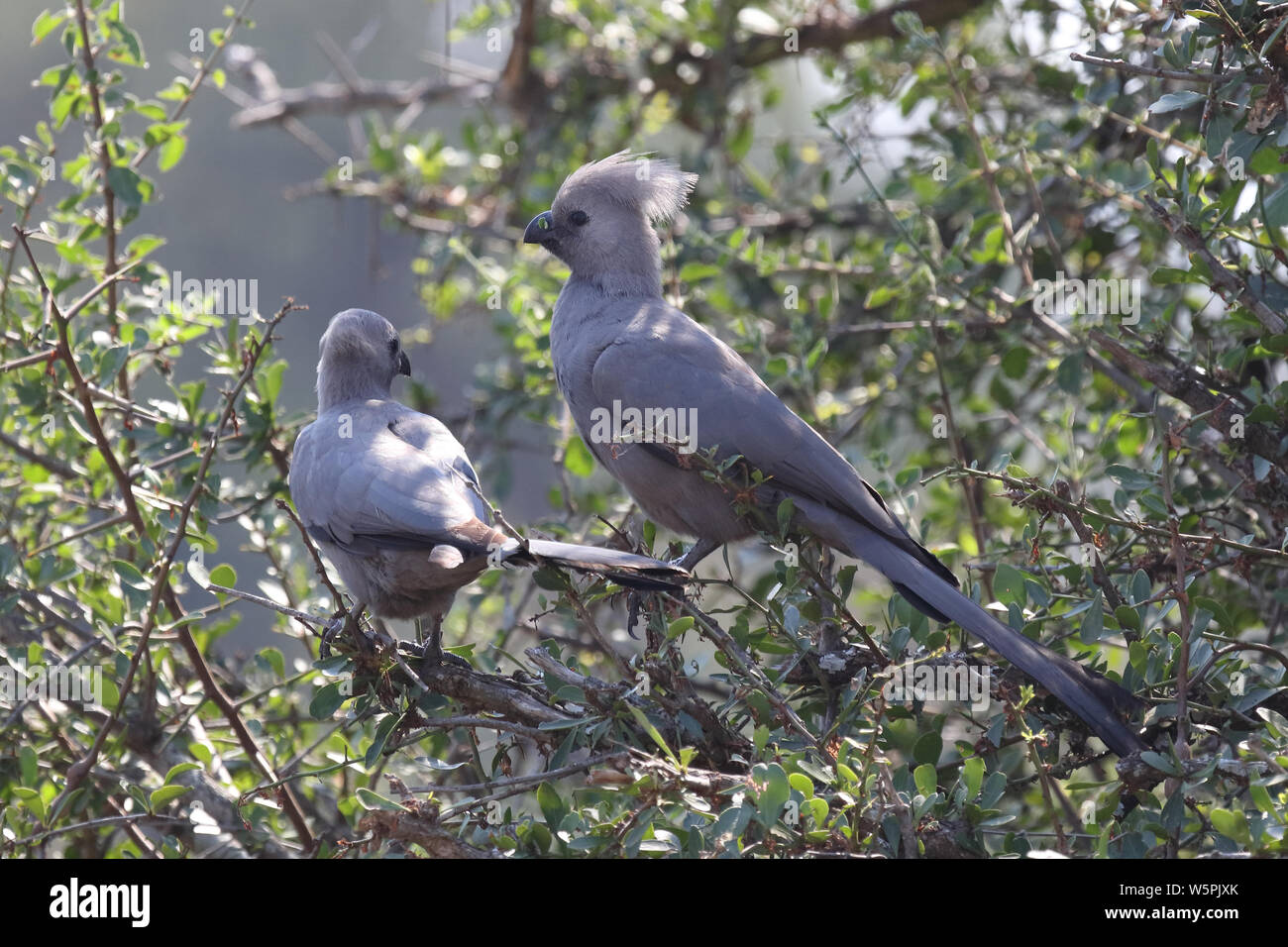 Graulärmvogel / Grey lourie - Grey go-away-bird / Corythaixoides ...