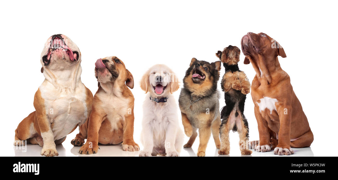 six panting dogs of different breeds looking up while standing and ...