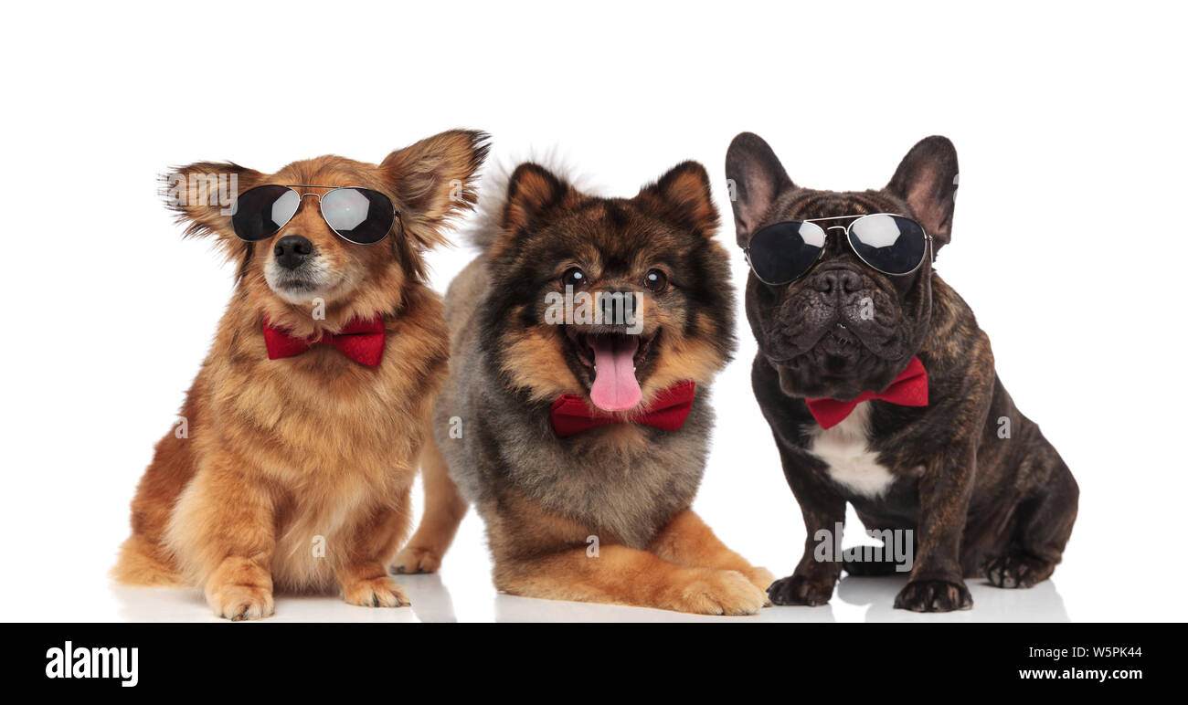 three elegant dogs of different breeds wearing red bowties while ...