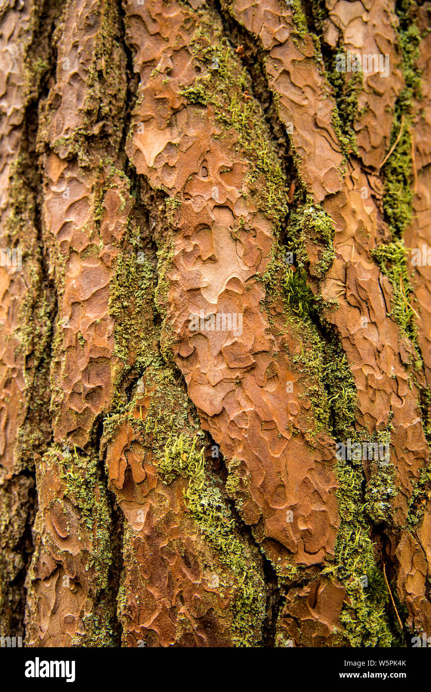 Bark of a scots pine hi-res stock photography and images - Alamy