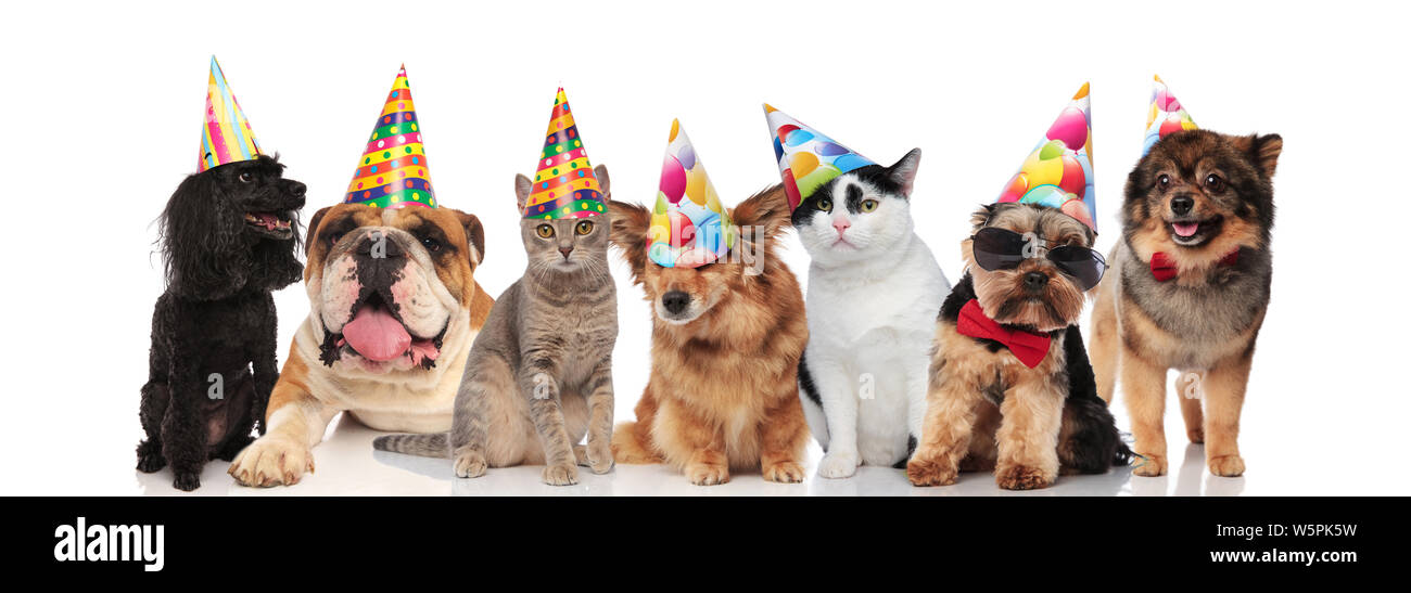 Party Dogs And Cats