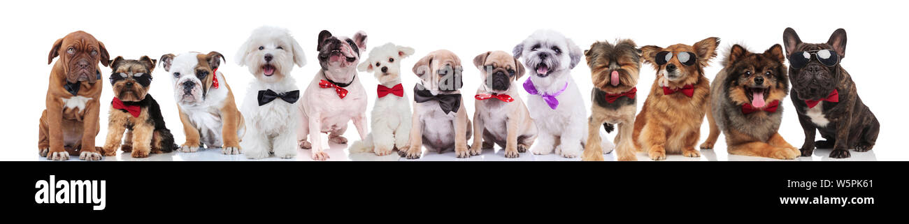 many elegant dogs of different breeds wearing bowties standing, sitting ...