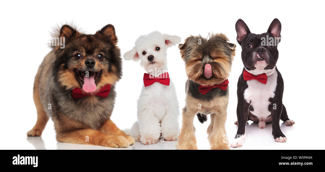 four elegant dogs of different breeds wearing red bowties while ...