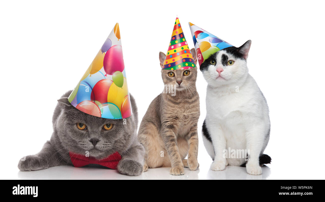 Cats Having A Birthday Party