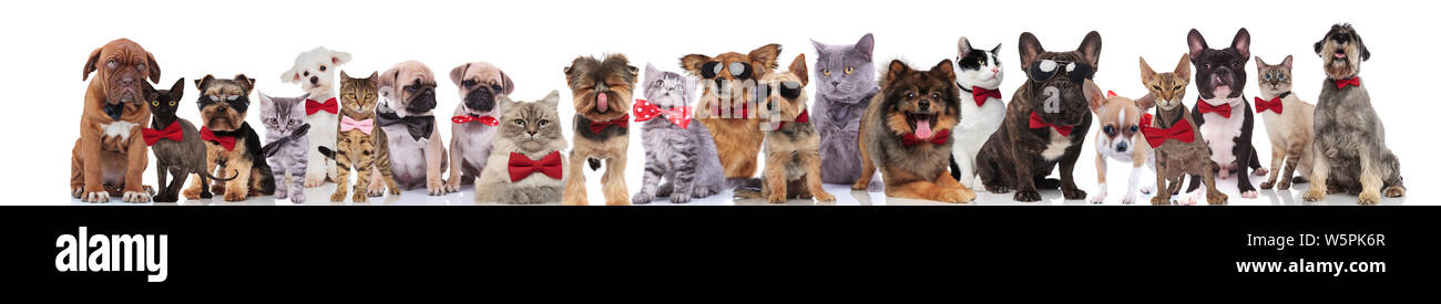 large team of cats and dogs with bowties and sunglasses standing ...
