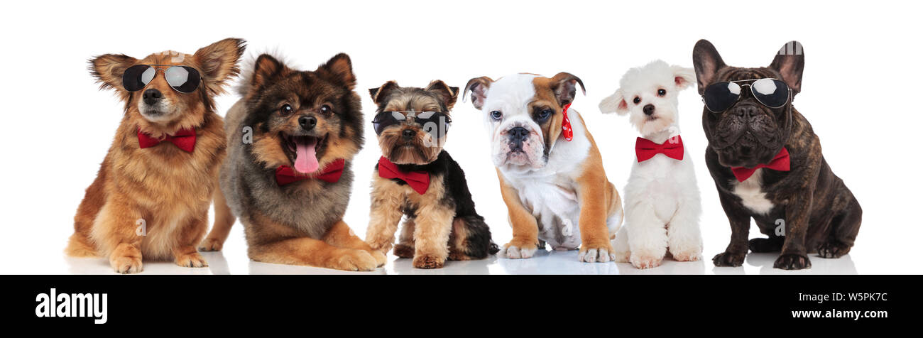 group of six adorable dogs of different breeds wearing bowties while ...