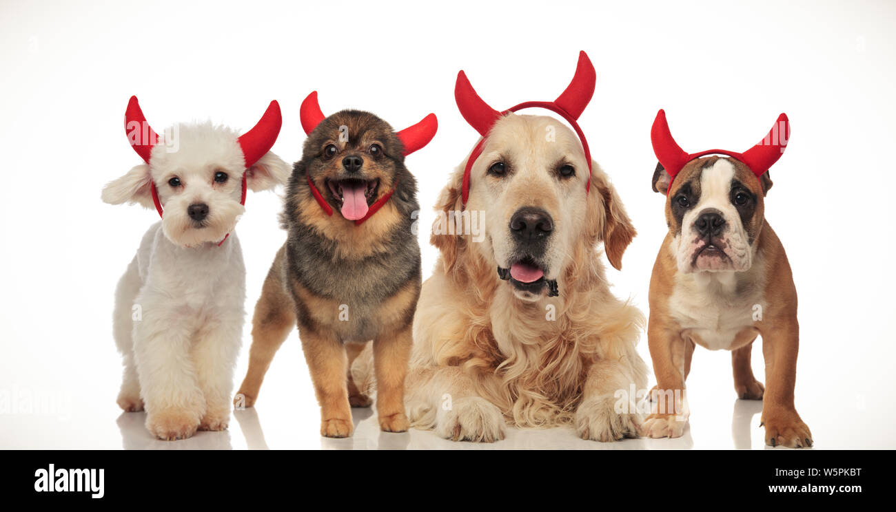 four happy dogs wearing devil horns for halloween, collage image Stock ...
