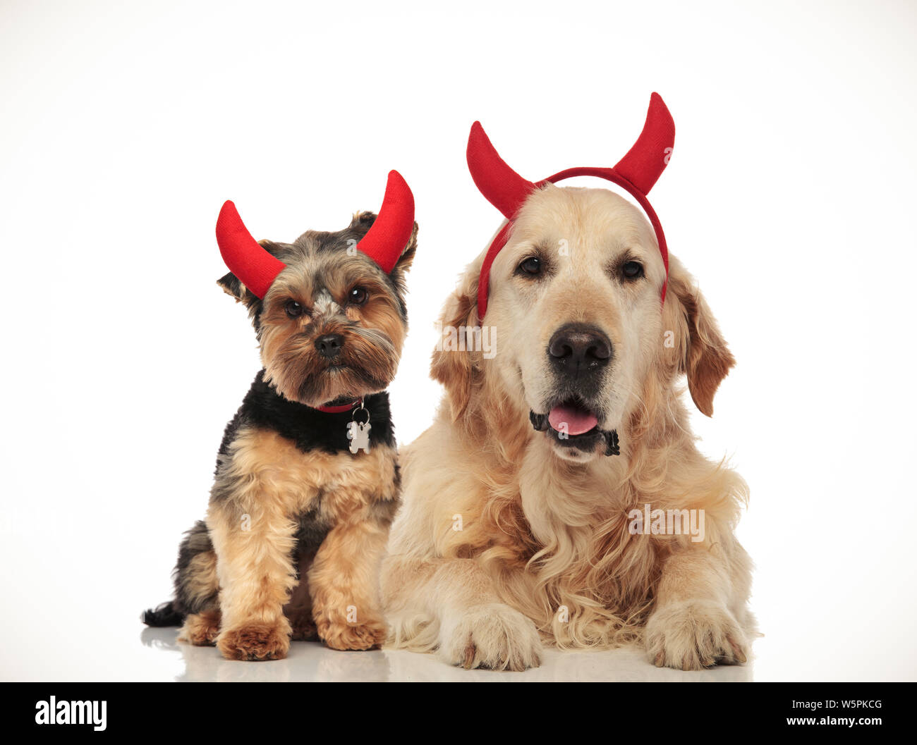 couple of cute dogs wearing devil horns, collage image Stock Photo - Alamy