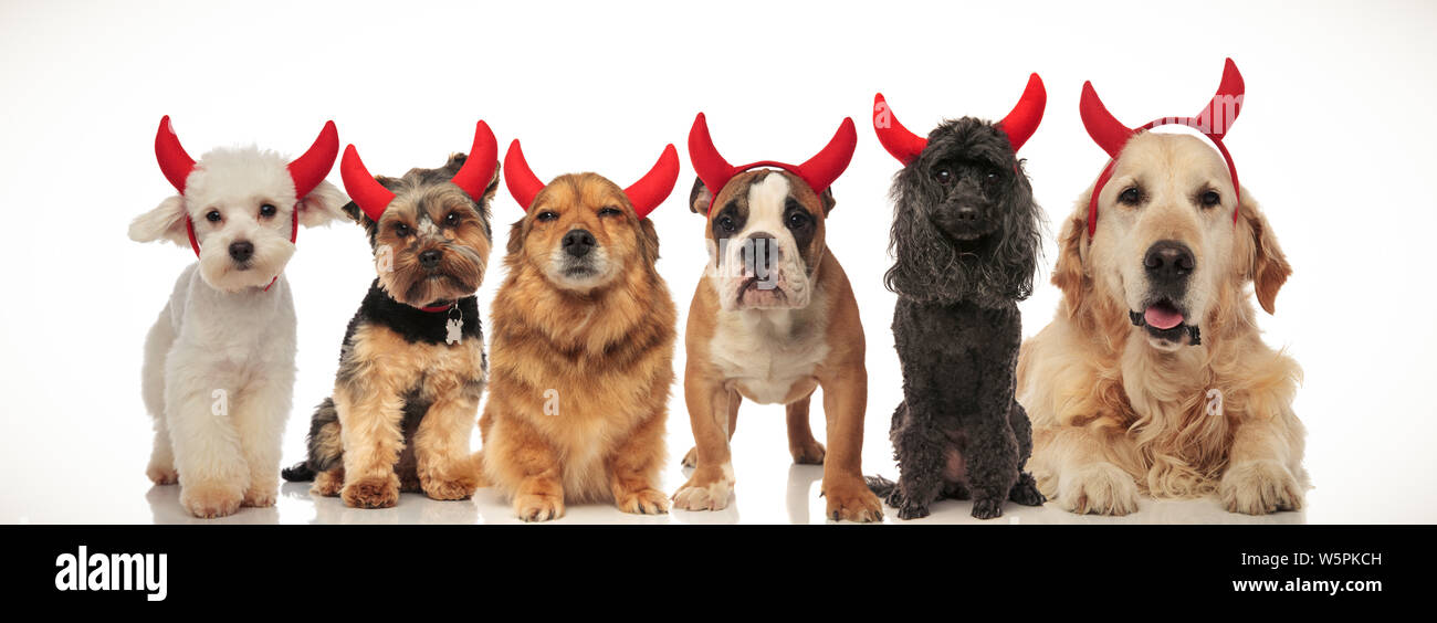 Devil dogs hi-res stock photography and images - Alamy
