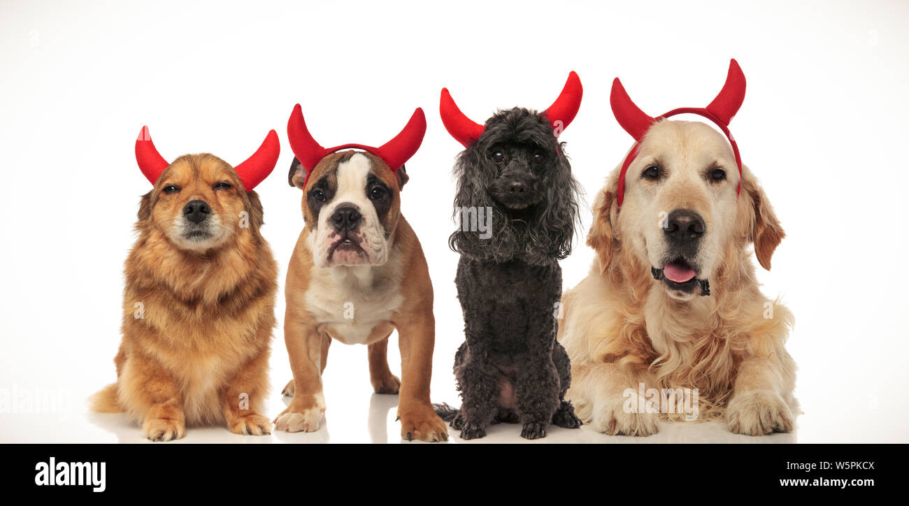 4 little dogs wearing halloween devil costume posing together, collage ...