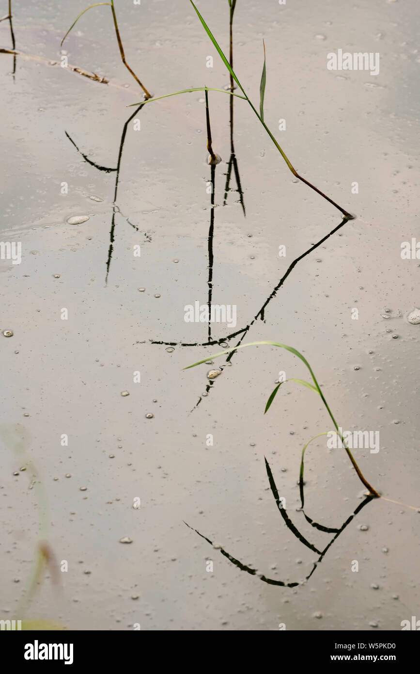 Fine twigs hi-res stock photography and images - Alamy