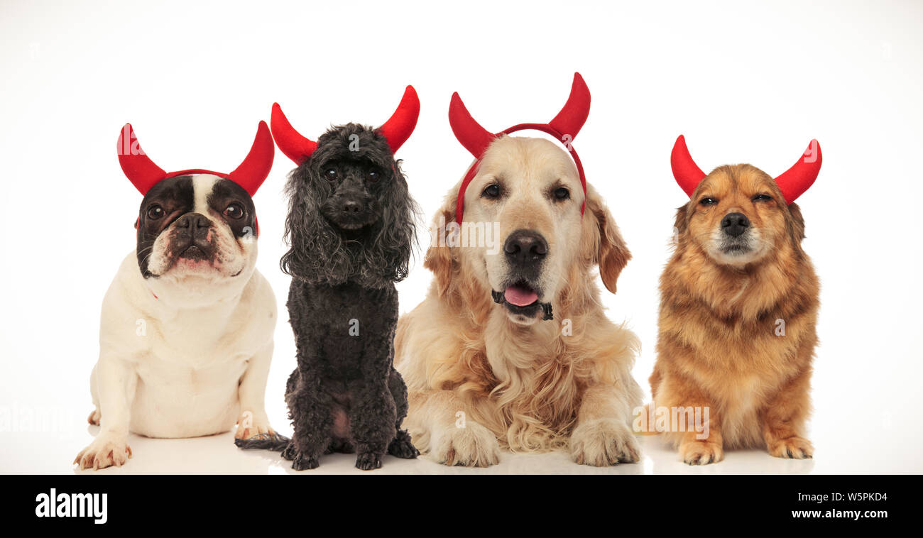 cute dogs wearing devil horns for halloween, collage image Stock Photo ...