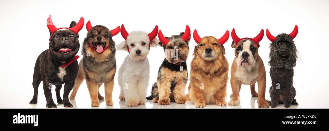 seven cute dogs wearing devil horns standing together in a row, collage ...