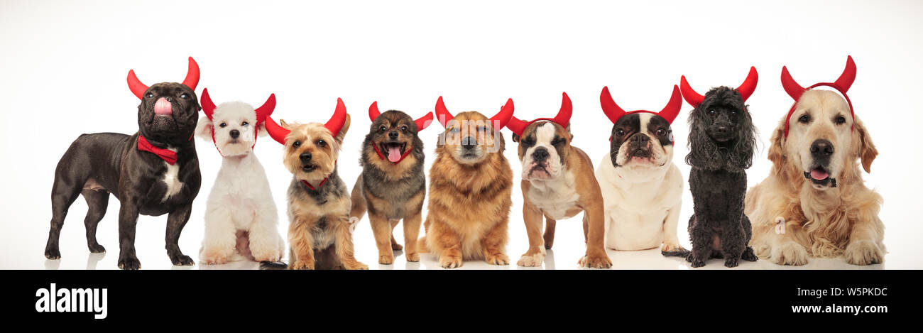 collage image of many cute dogs wearing devil horns for halloween ...