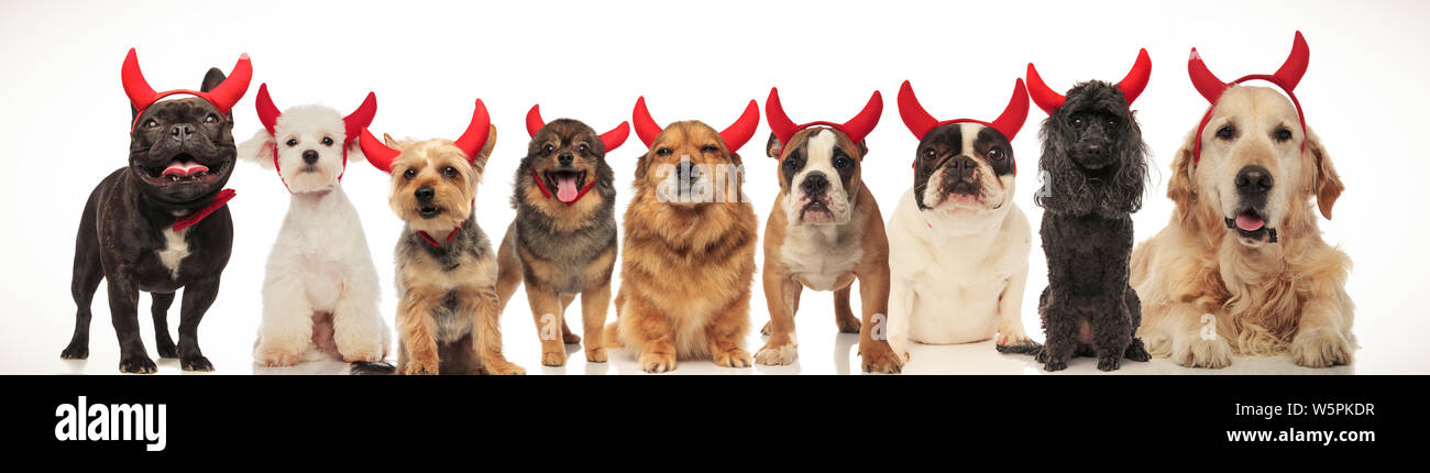 adorable haloween dogs wearing red devil horns, collage picture Stock ...