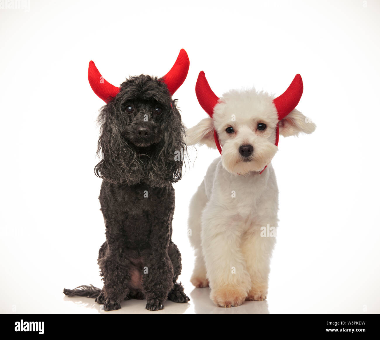 cute black and white dogs wearing red devil horns for halloween ...