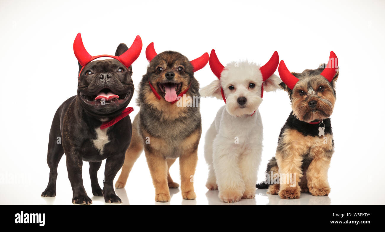 4 happy little dogs celebrating halloween by wearing devil horns ...